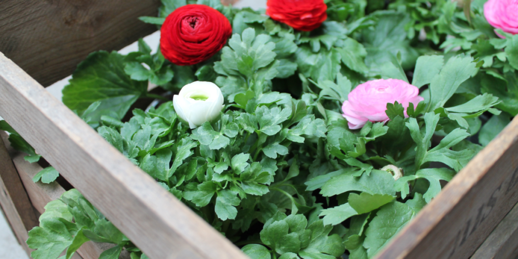 Alles über Ranunkeln - Von 101 bis Experte - Ranunkeln.de