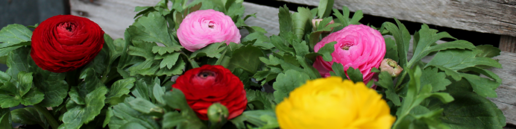 Ranunkeln überwintern - 3 Tipps für den Erfolg